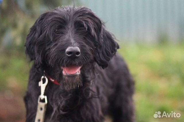 Ризеншнауцер