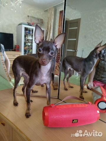 Той терьер мини