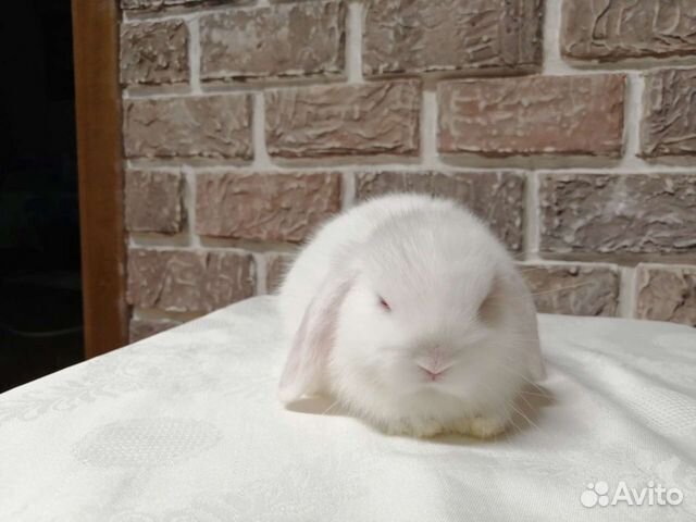 Карликовый крольчонок. Минилоп. Девочка