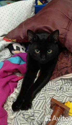 Черный котенок мальчик