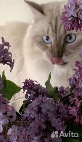 Кот породы Невская маскарадная