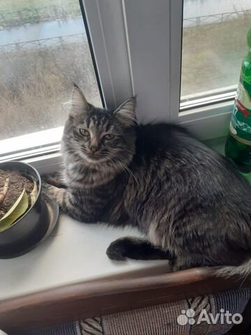 Кошки майкун