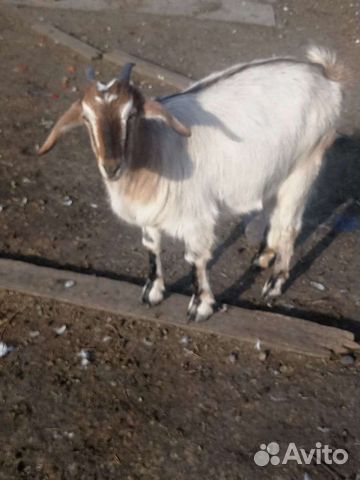 Коза помесь нубийка с альпийкой