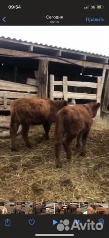 Бычки молодняк