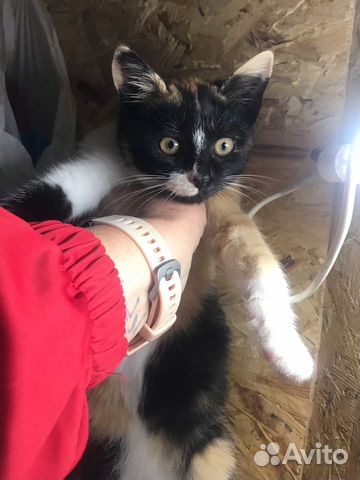 Цветной бриллиантик полубританского типажа в дар