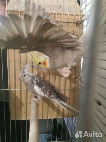 Попугай корелла