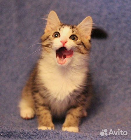 Неунывающий котенок в поисках семьи