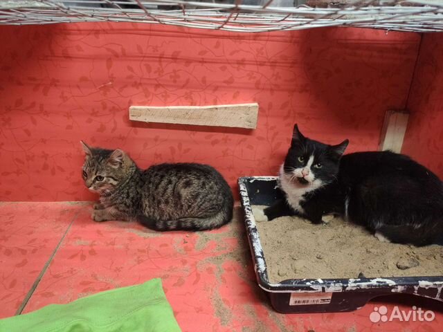 Котята с промзоны спб
