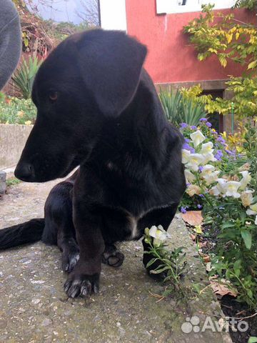 Мальчик 26 см в холке "таксик"