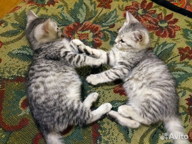 Котята бесплатно