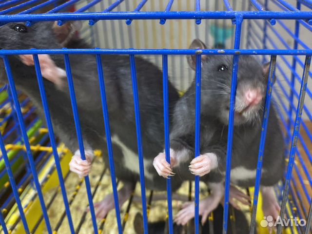 Крыски дамбо