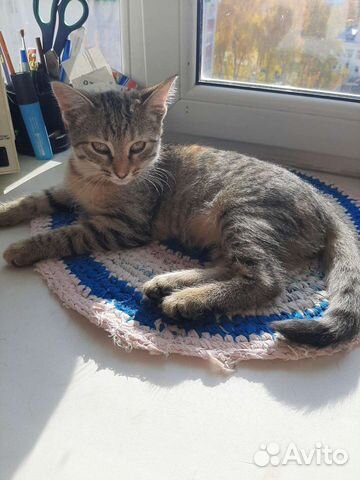 Пародистая кошка