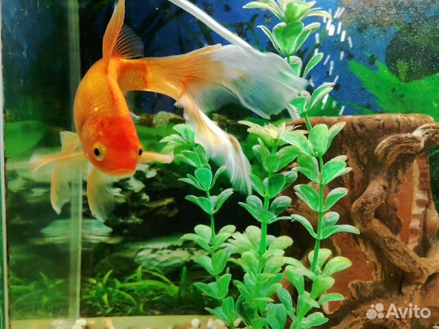 "Золотая рыбка" обмен на аквариумные растения, дру