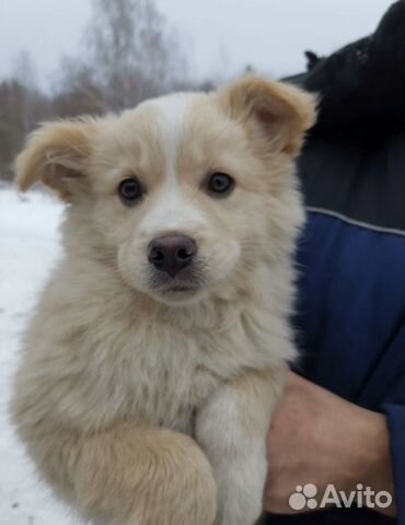 Собака в добрые руки щенок