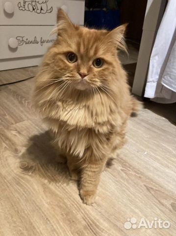 Кот в добрые руки