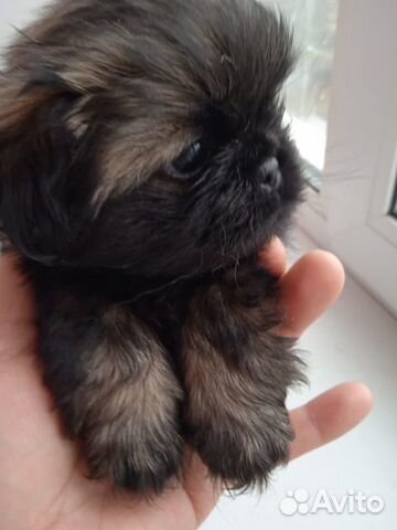 Продаю щенков пекинес