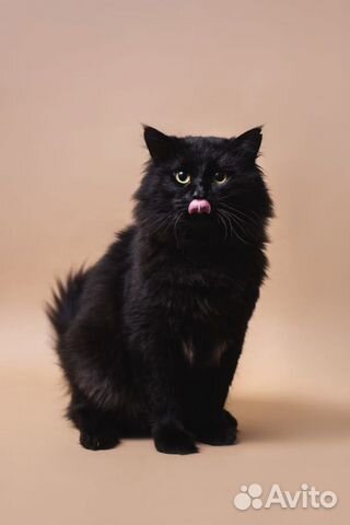 Чёрный кот Бегемот в добрый руки