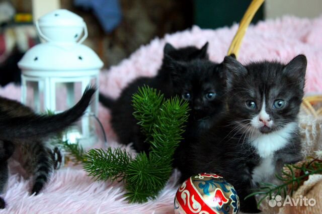 Котята бесплатно