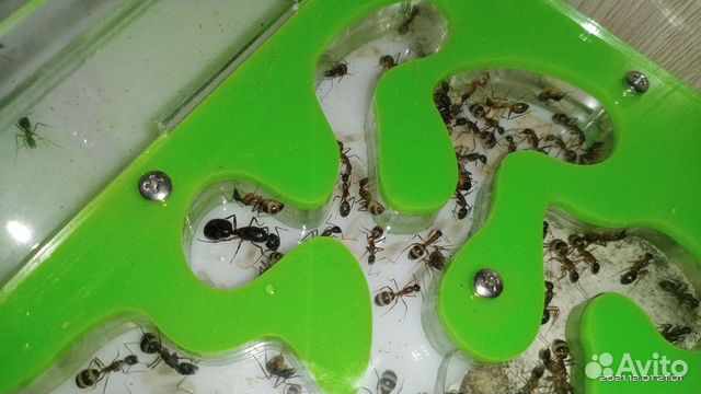 Муравьиная ферма с муравьями Camponotus fellah