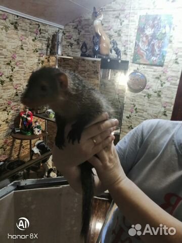 Экзотические животные