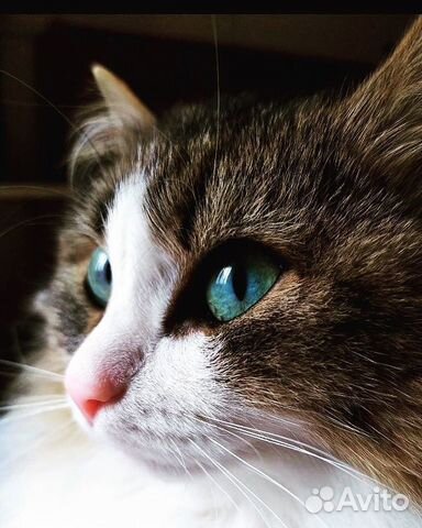 Кошка, Которая Приносит Удачу