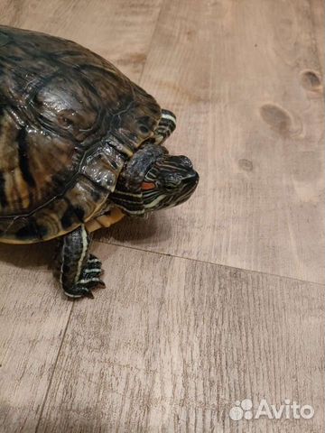 Красноухая черепаха бесплатно