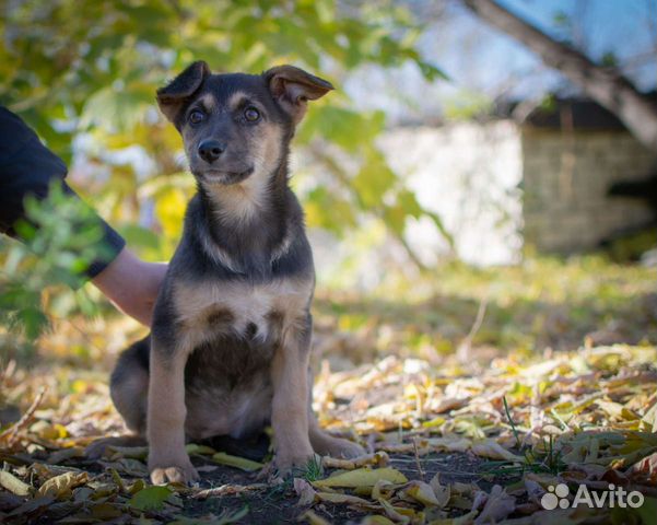 Полли и Молли в добрые руки