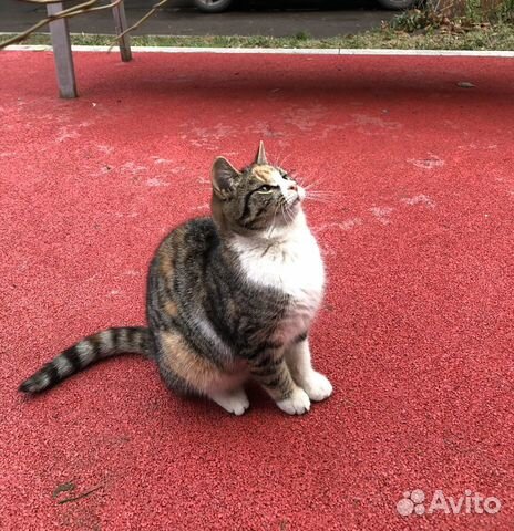 Ласковая кошечка 7-8 месяцев ищет дом