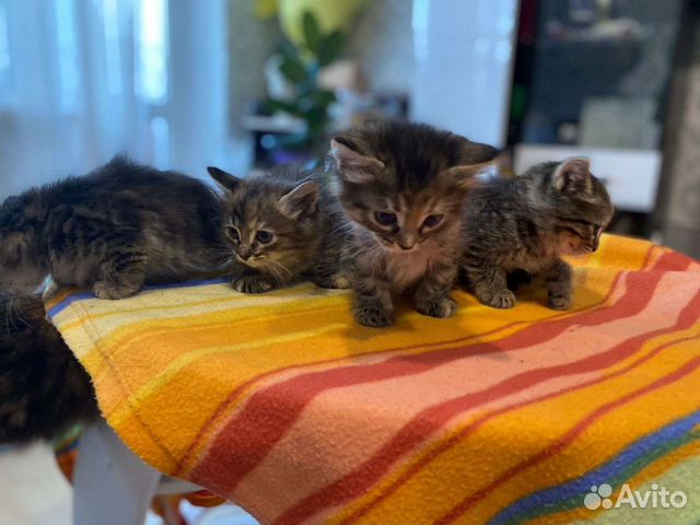 Котята