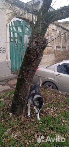Хаски
