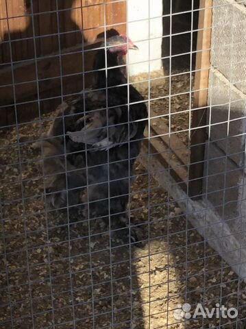 Петух Брама