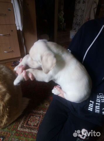 Продам Ритривера мальчик бела-рыжий окрас,девочка