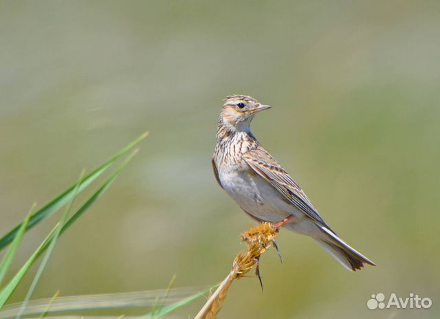 Продам полевых жаворонков