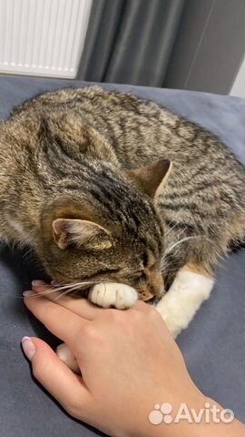 Преданный кот