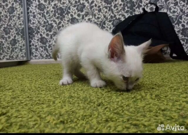 Кошка сфинкс браш