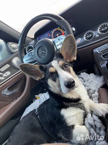 Корги кардиган вязка