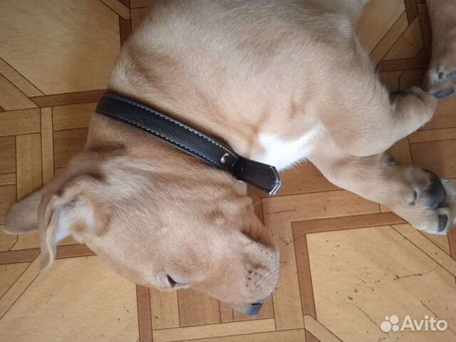 Питбультерьер