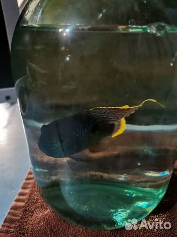 Рыба цихлида