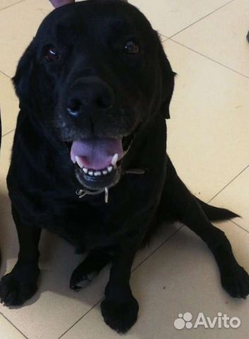 Потерялся Лабрадор чёрного цвета