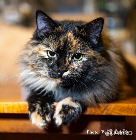 Кошки в добрые руки