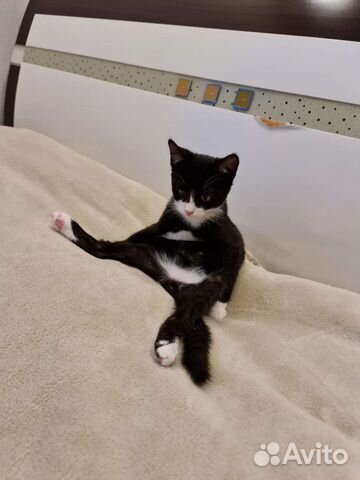 Котенок