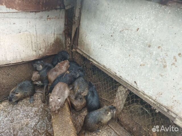Продажа нутрий тушками и живым весом