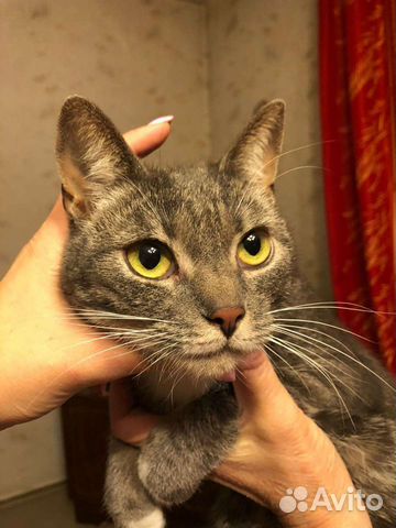 Очень ласковая кошка