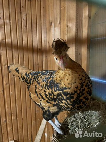 Аппенцеллер курочка