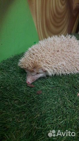 Декоративный ежик
