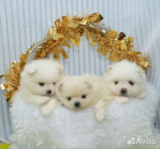 Померанский шпиц парни белые