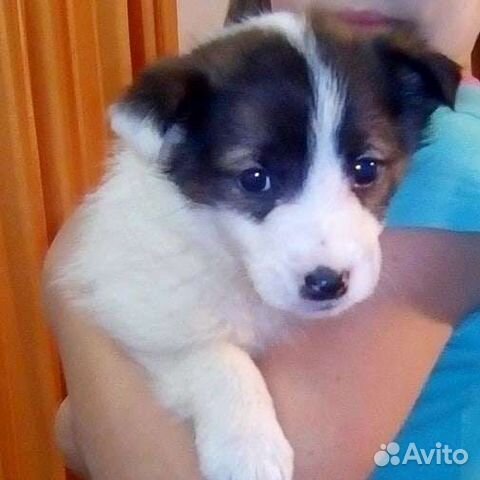 Щенок девочка 1.5 месяца