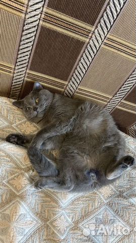 Кот шотландский прямоухий