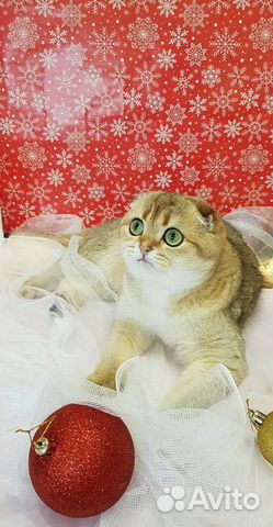 Шотландская вислоухая Леди