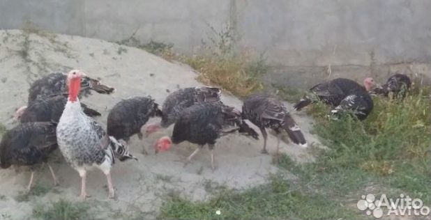 Продаю домашних индюков